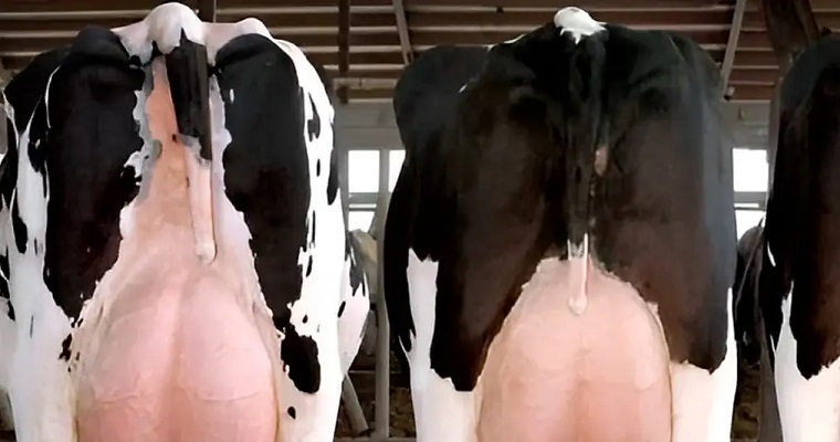 ¿Qué es la clasificación lineal en vacas lecheras y cómo se realiza?